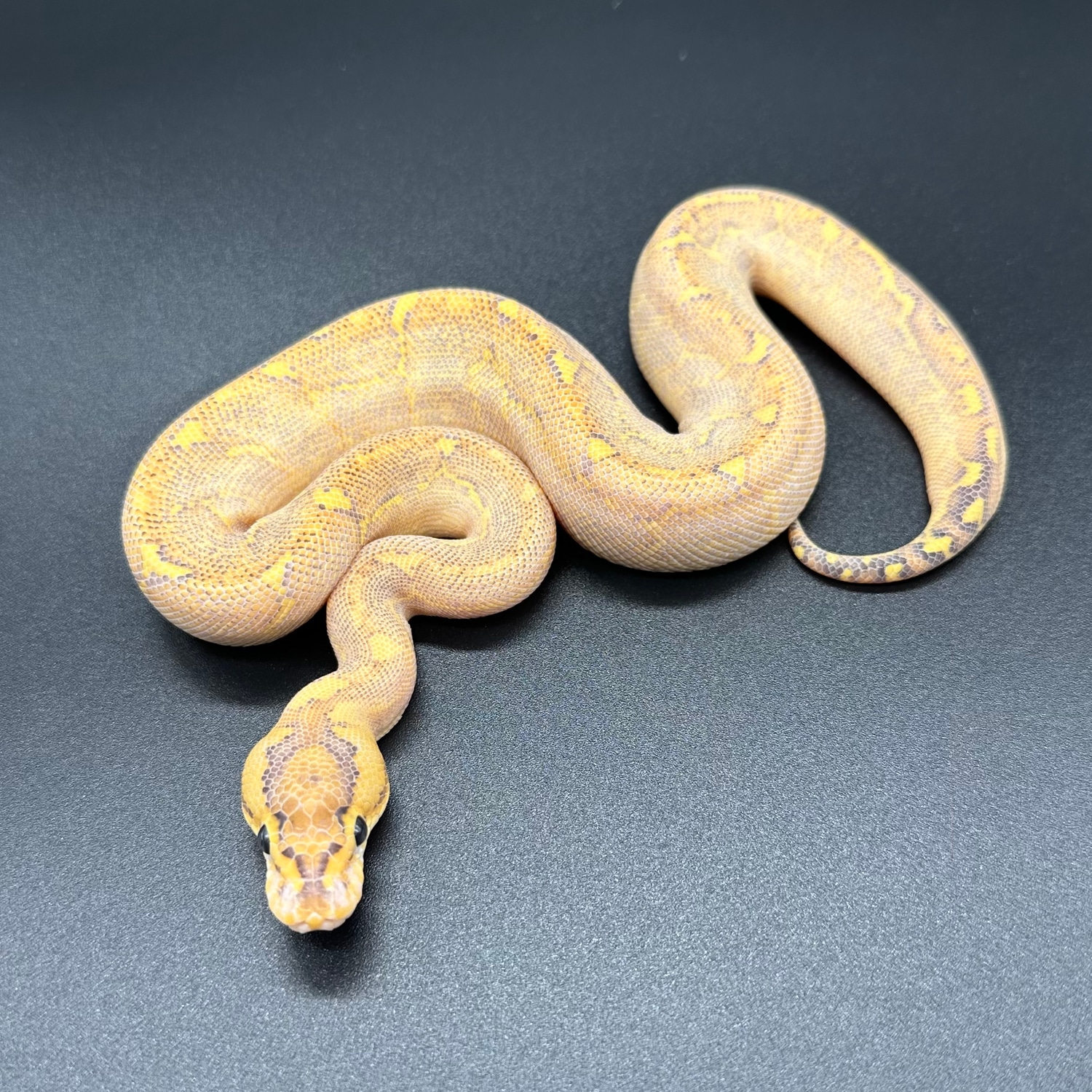 Highway Crypton Pos GHI RS Fire Cypress Ball Python by Small Town ...