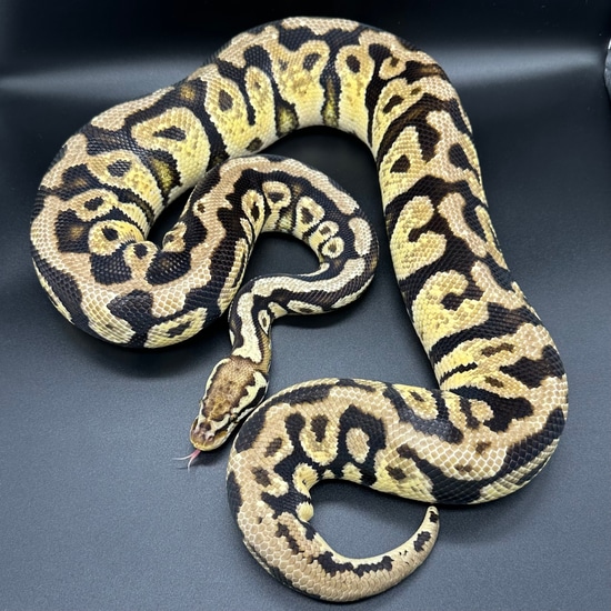 Pastel Spotnose Het Clown Ball Python by Small Town Xotics