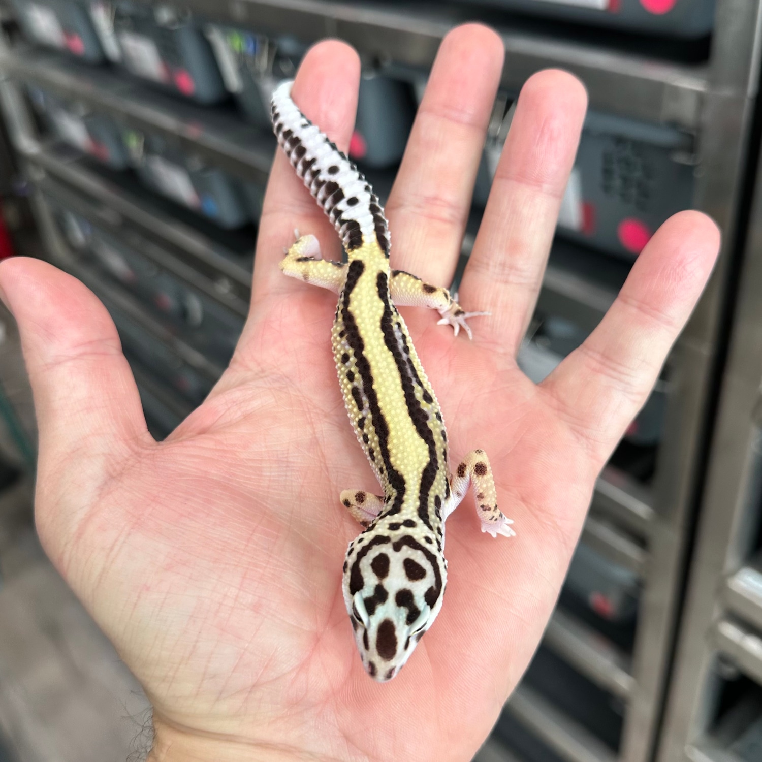 Bold Stripe TSF Leopard Gecko by Small Town Xotics - MorphMarket
