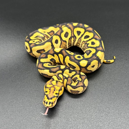 GHI SN RS YB Clown Ball Python by Small Town Xotics