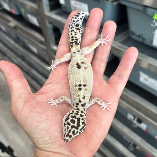 Albey Snow Ghost Leopard Gecko by Small Town Xotics