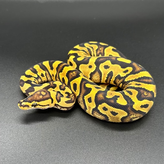 GHI YB/Gravel Crypton Ball Python by Small Town Xotics