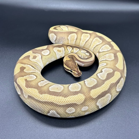 Enchi Mojave RS TH Hypo DG Clown Ball Python by Small Town Xotics