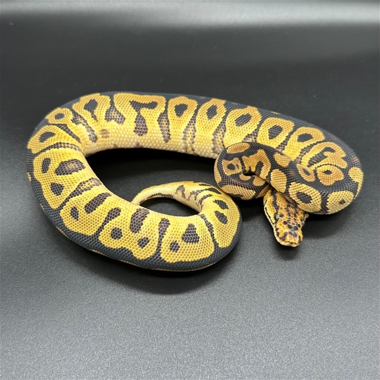 SN Clown Ball Python by Small Town Xotics