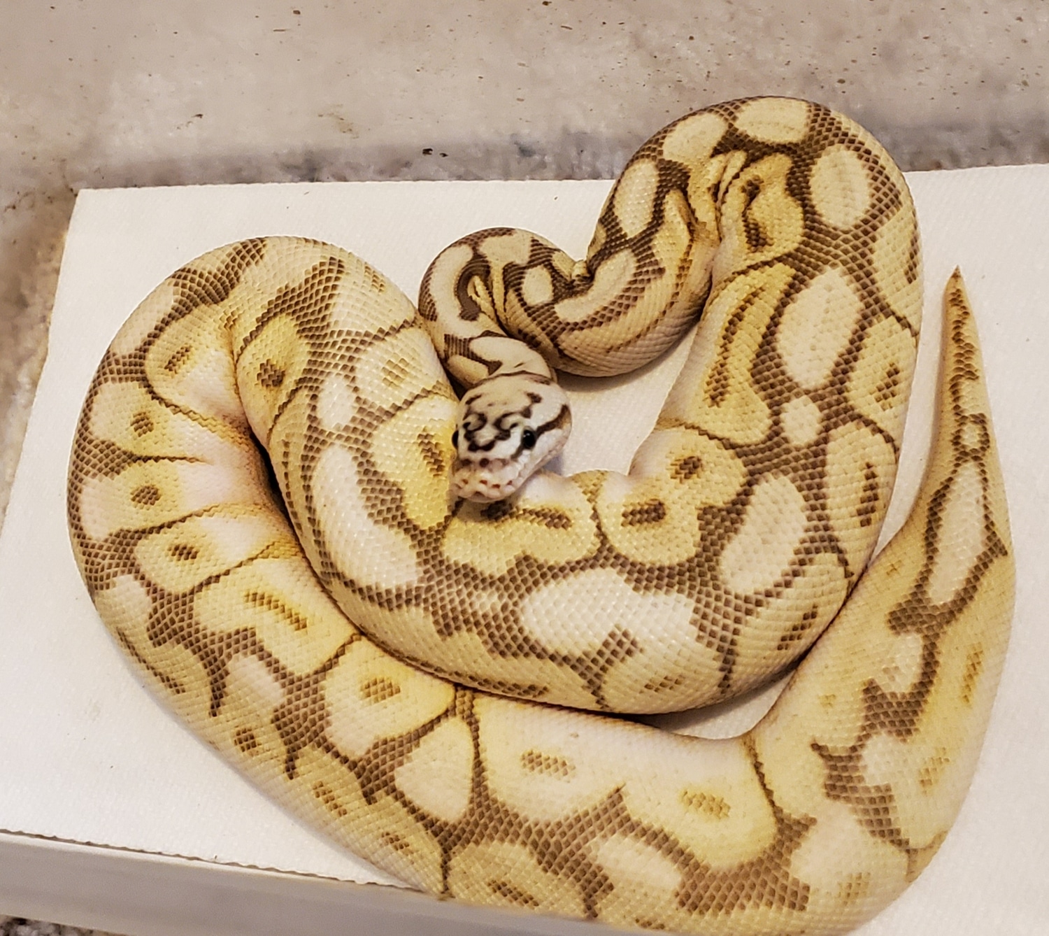 QueenBee Spotnose 100% Het Clown Ball Python by SKR - MorphMarket