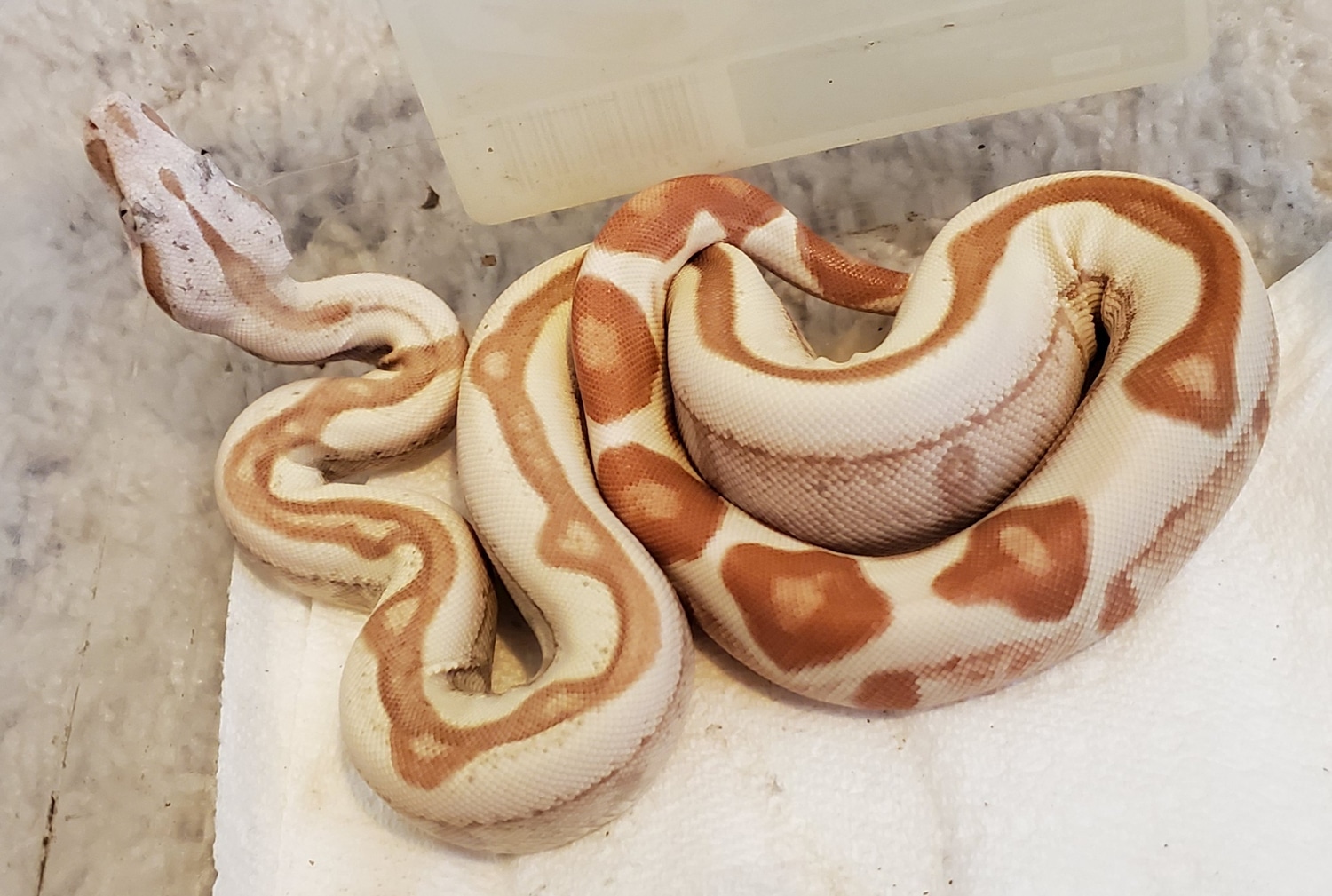 VPI Sunglow Jungle Boa Constrictor by SKR - MorphMarket