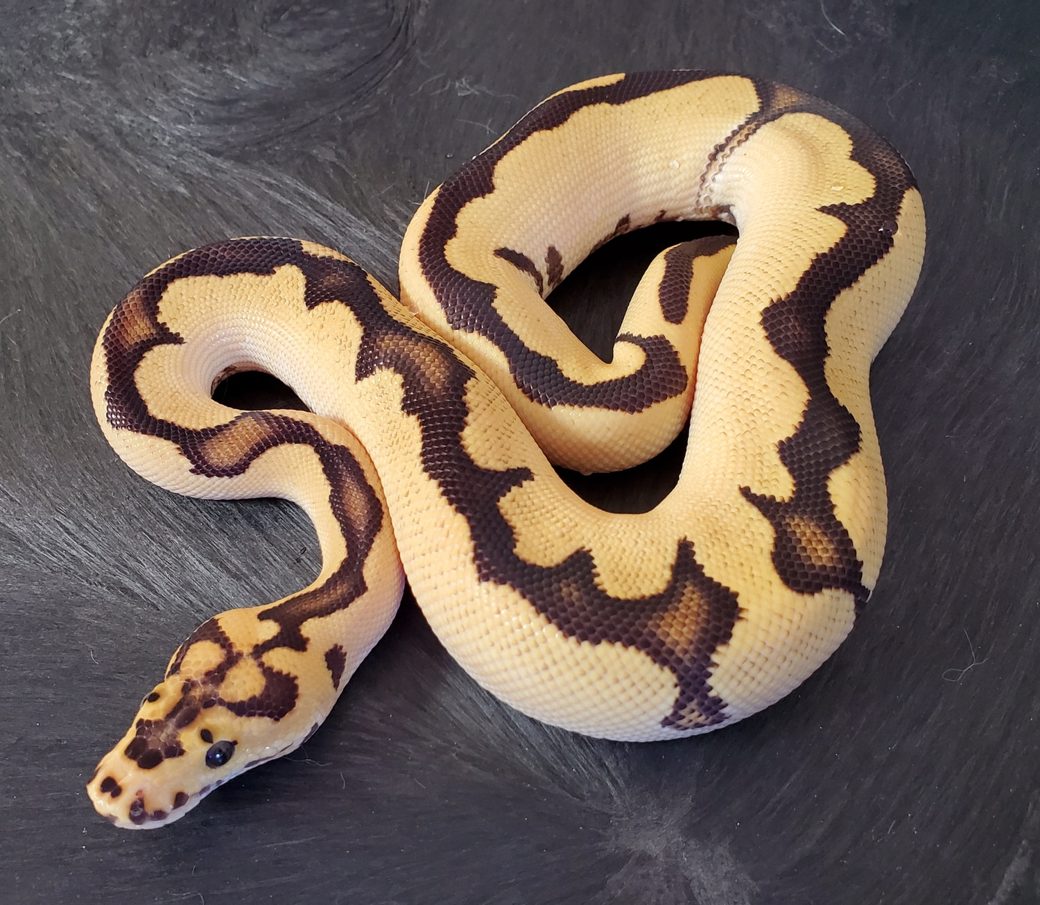 Blade Super Orange Dream Fire Clown Ball Python by SKR - MorphMarket