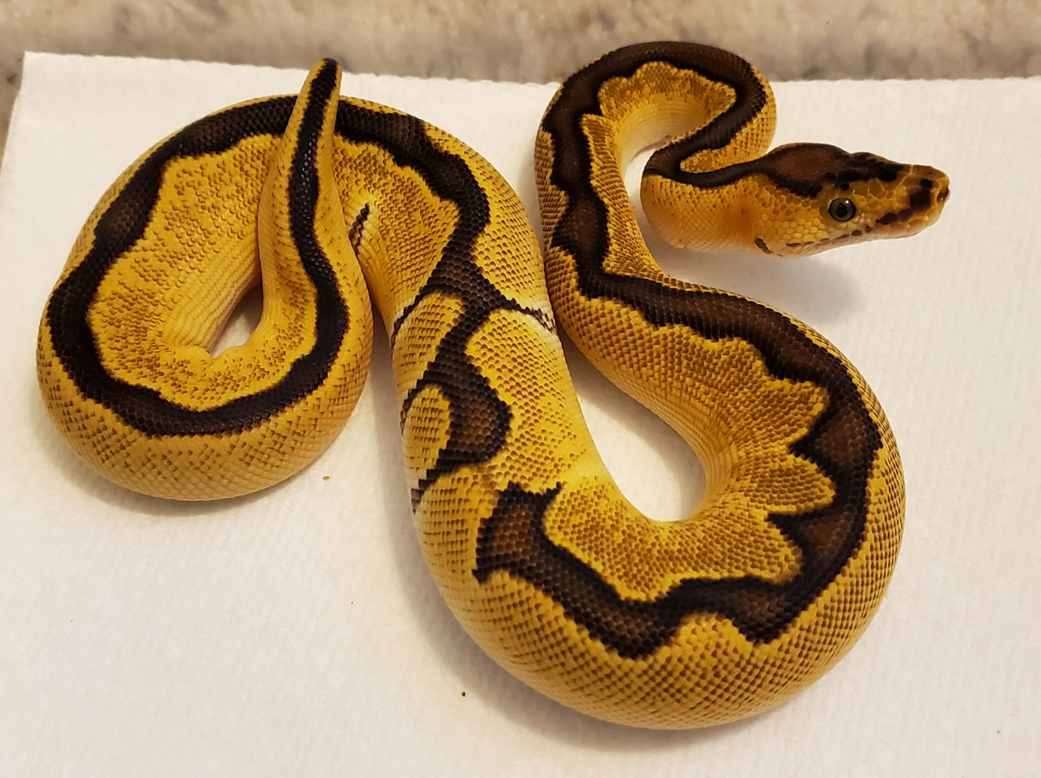 Orange Dream Enchi Blade Clown Ball Python by SKR - MorphMarket