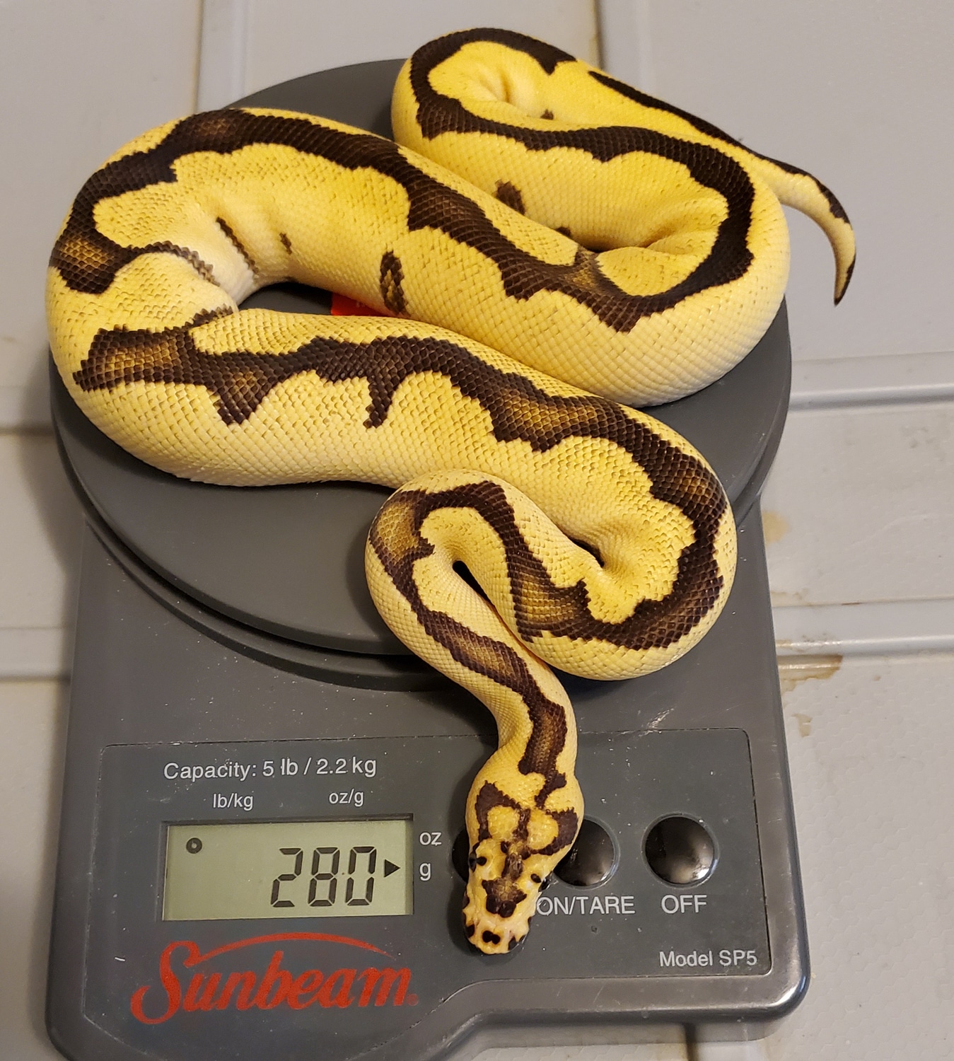 Blade Super Orange Dream Fire Clown Ball Python by SKR - MorphMarket