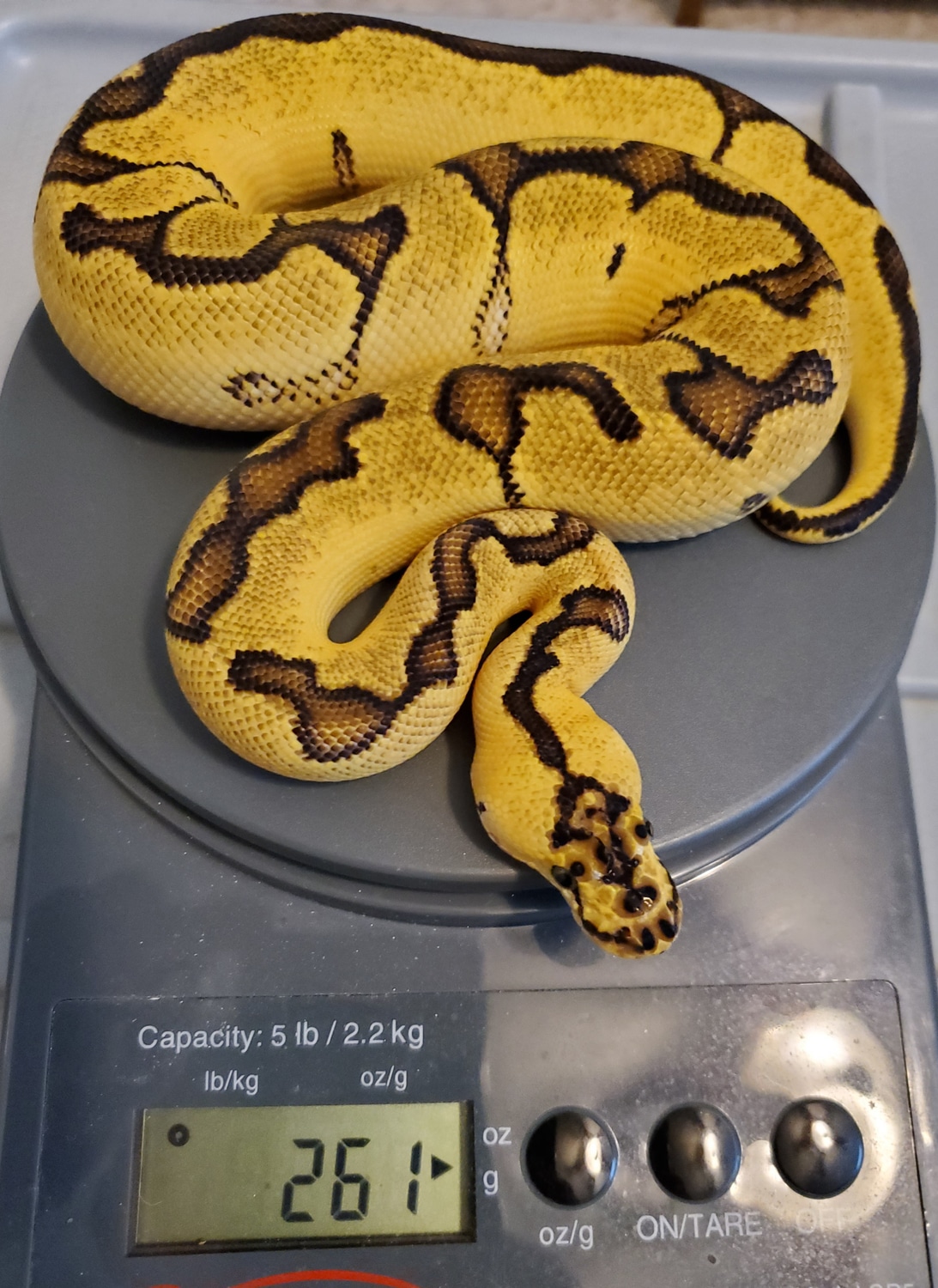 Pastel Enchi Clown Possible Blade OD Ball Python by SKR - MorphMarket
