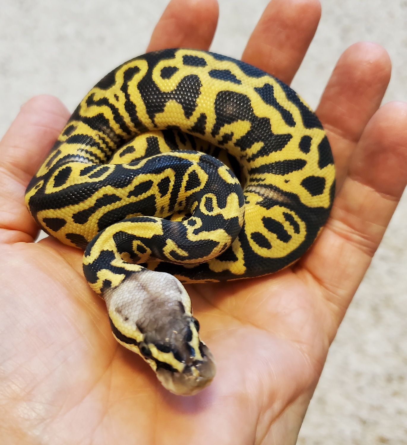 Pastel Leopard Yellow Belly Het Clown Ball Python by SKR - MorphMarket