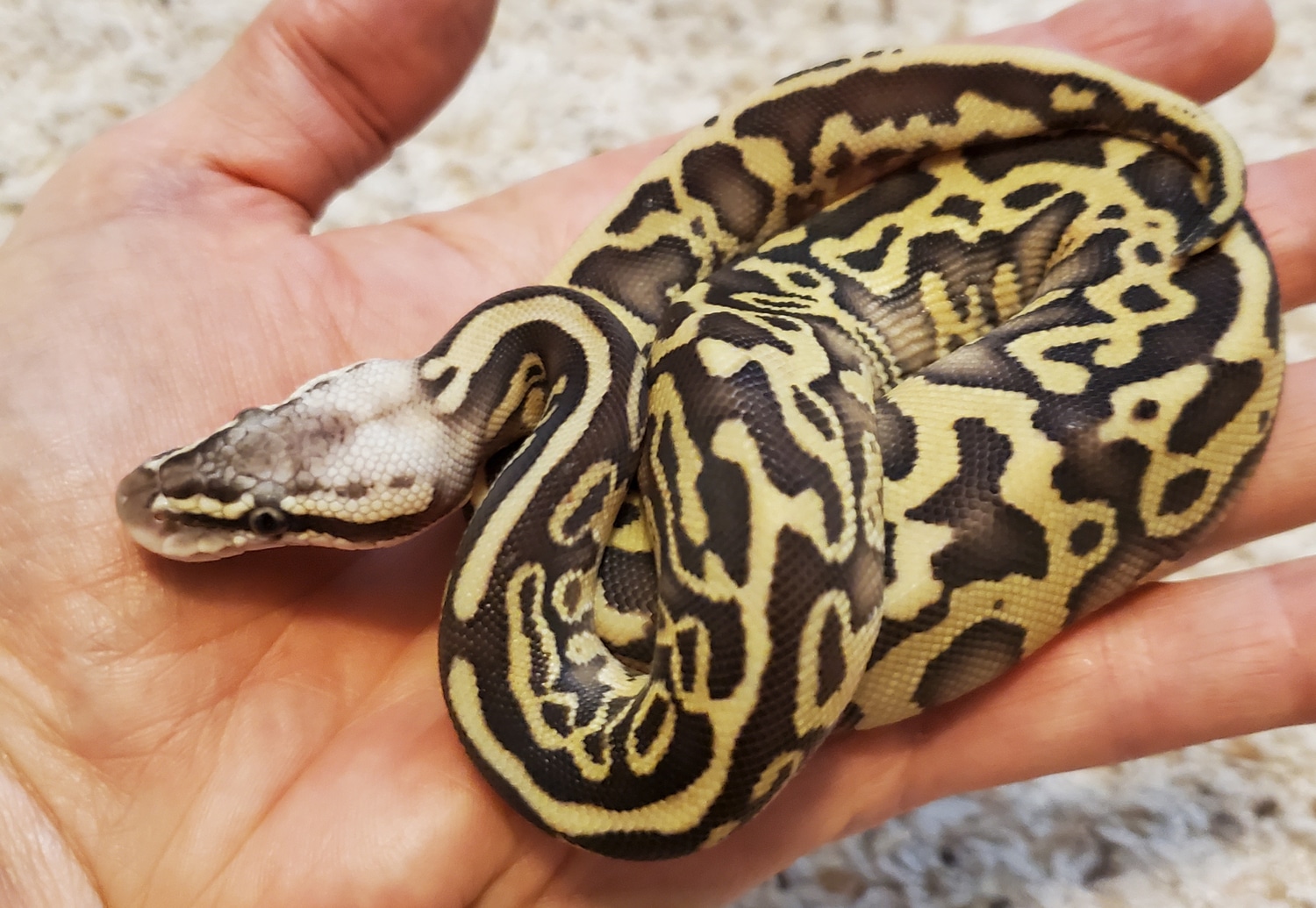 Pastel Lesser Leopard 100% Het Clown Ball Python by SKR - MorphMarket