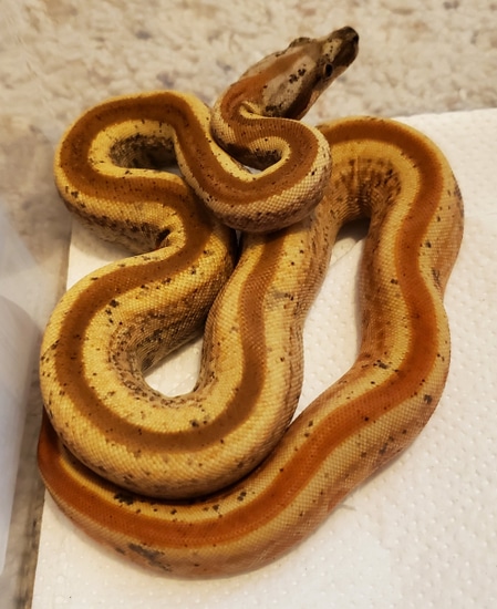 IMG VPI Sunglow Jungle Motley Boa Constrictor by SKR