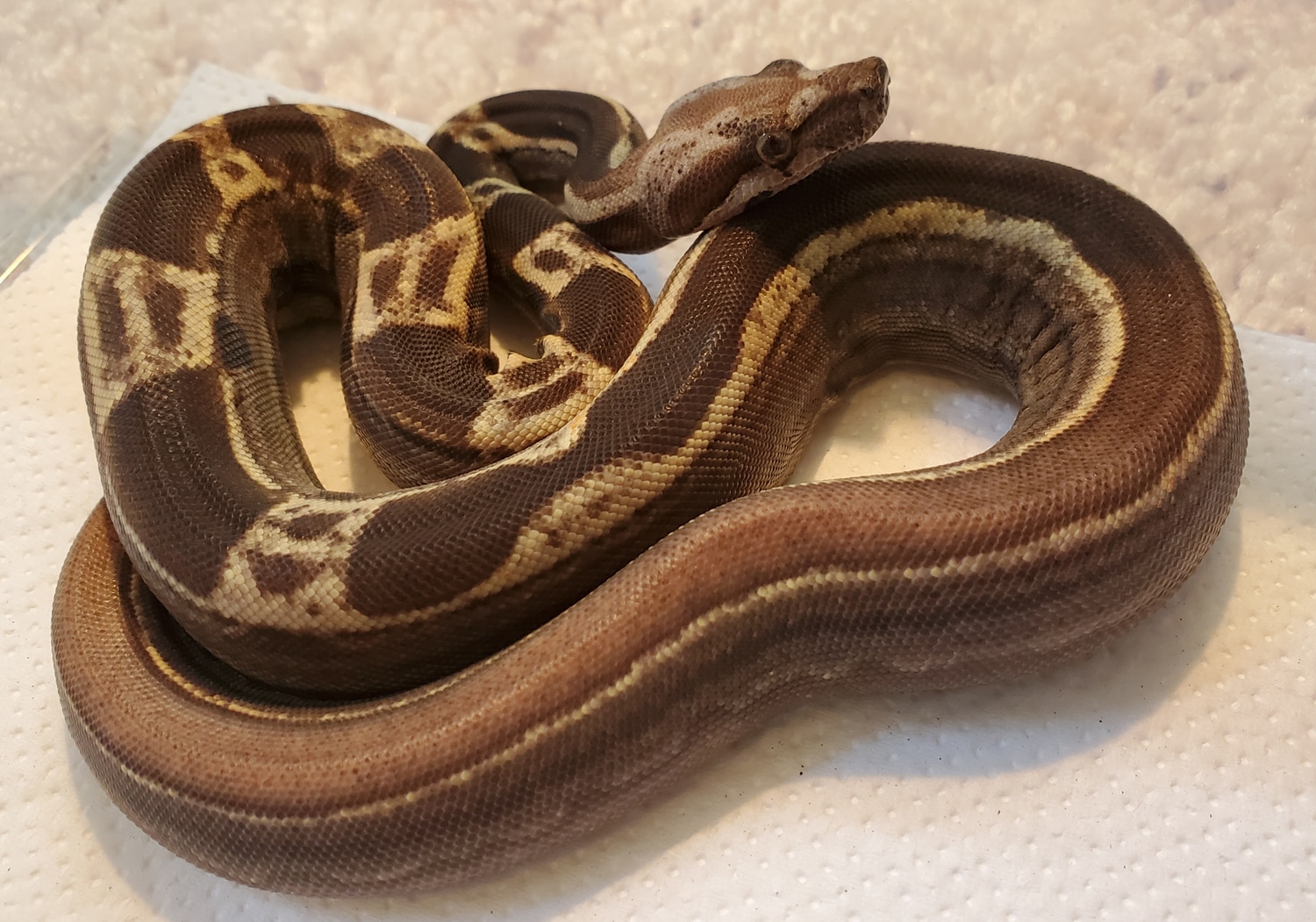 IMG VPI T+ Jungle Motley Boa Constrictor by SKR - MorphMarket
