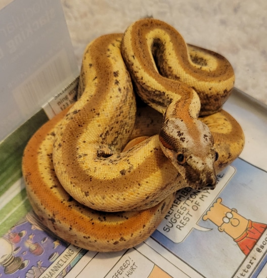 IMG VPI T+ Sunglow Jungle Motley Boa Constrictor by SKR