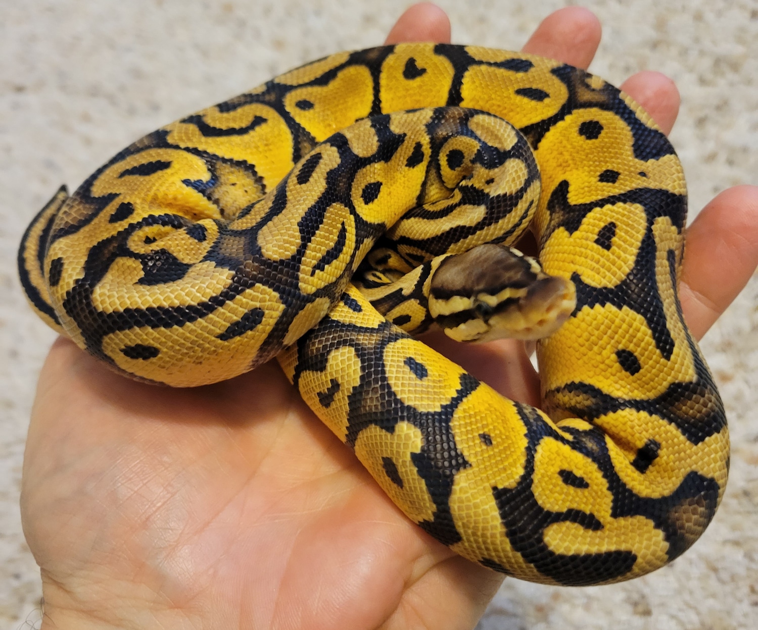 Pastel Yellow Belly Het Clown Ball Python by SKR - MorphMarket