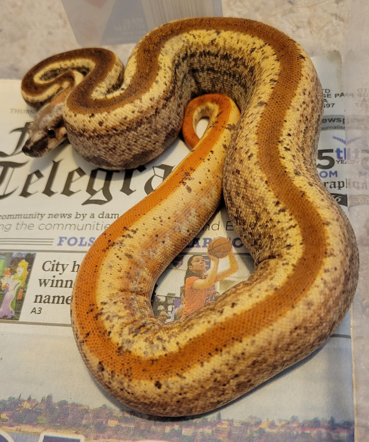 IMG VPI T+ Sunglow Jungle Motley Boa Constrictor by SKR - MorphMarket