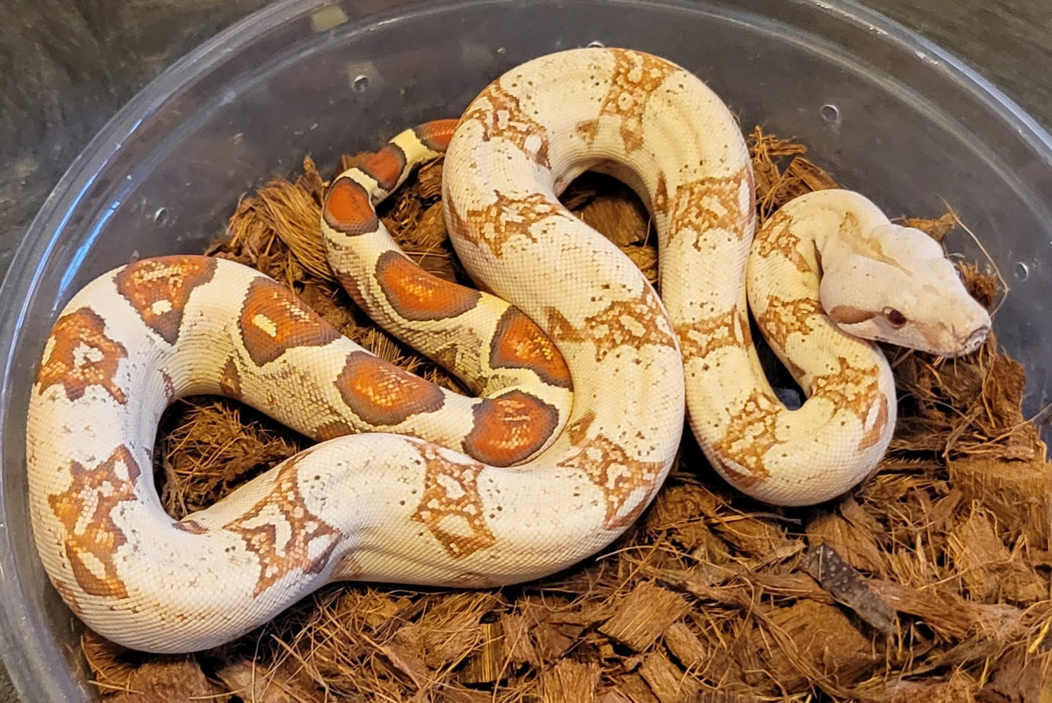 VPI T Boa Constrictor by SKR - MorphMarket