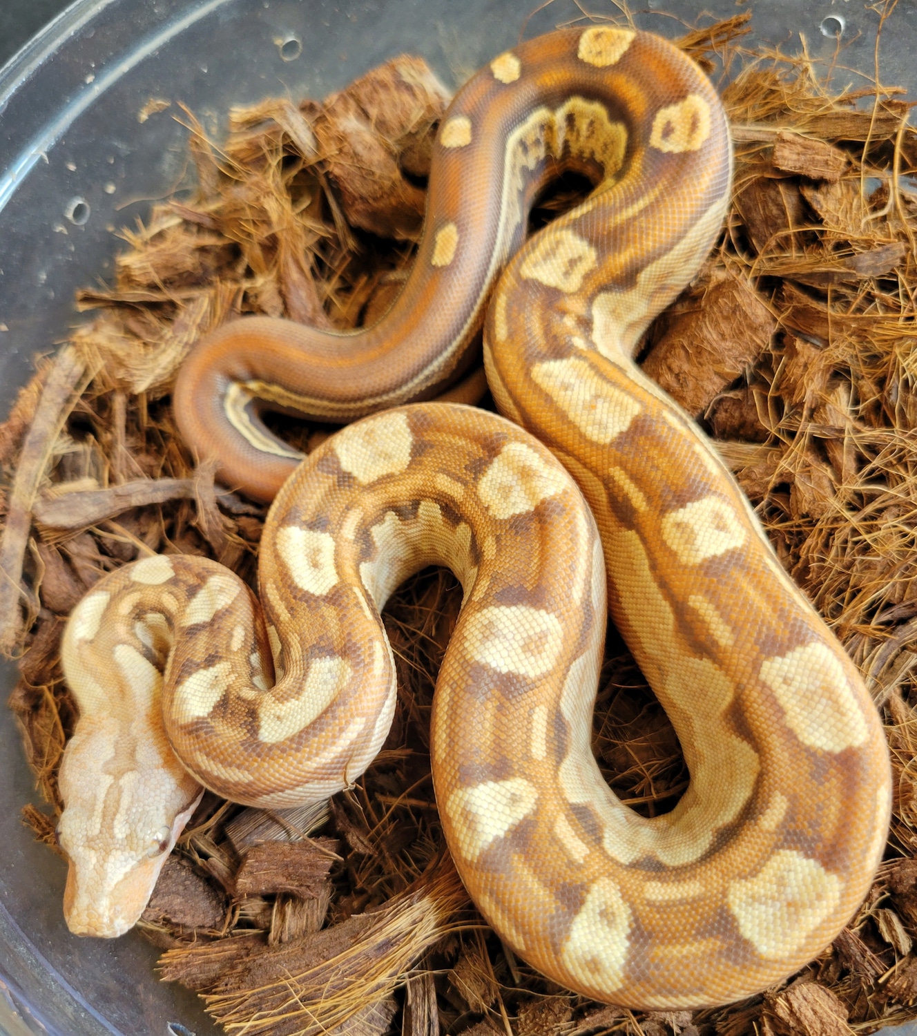 VPI T + Aztec Motley Boa Constrictor by SKR - MorphMarket