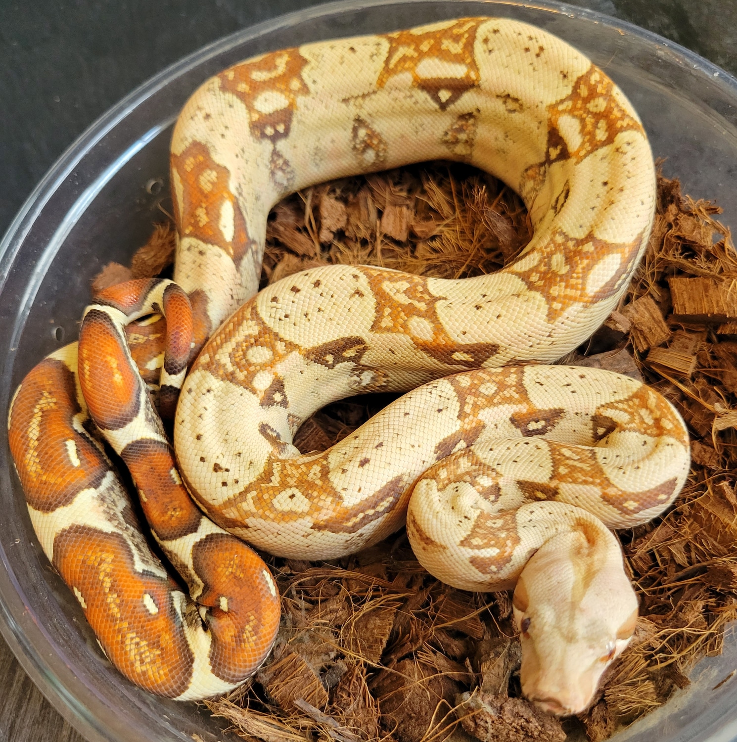 VPI T Boa Constrictor by SKR - MorphMarket