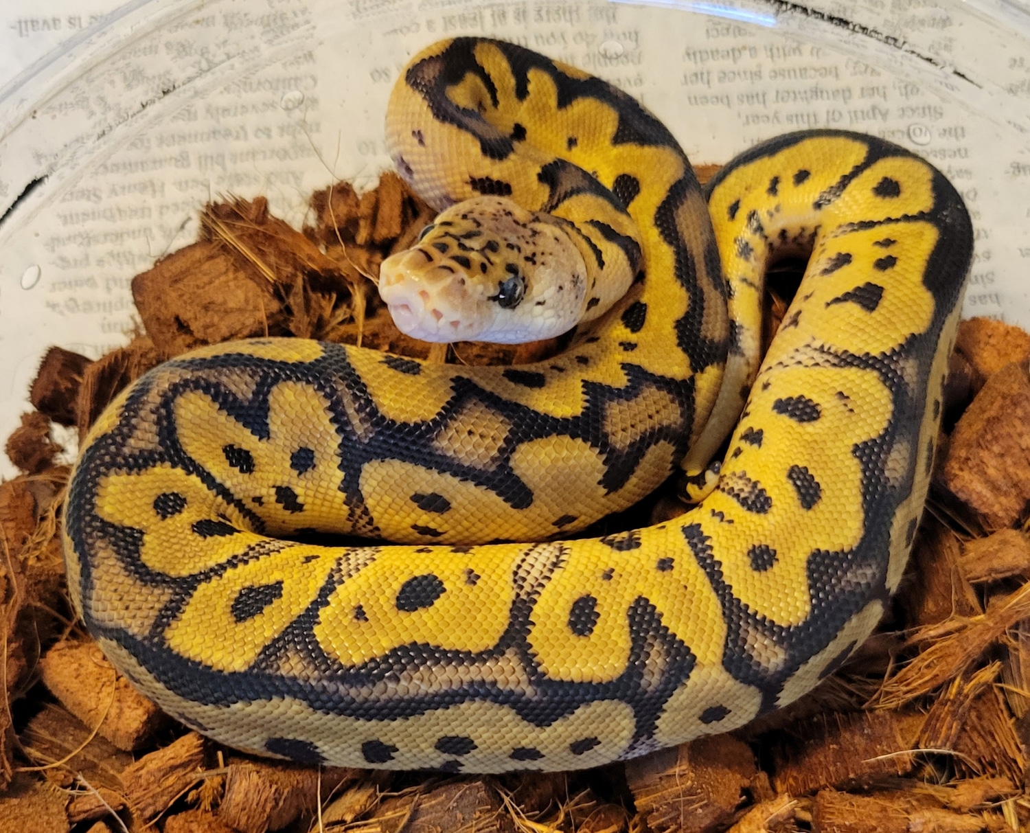 Pastel Clown Ball Python by SKR - MorphMarket