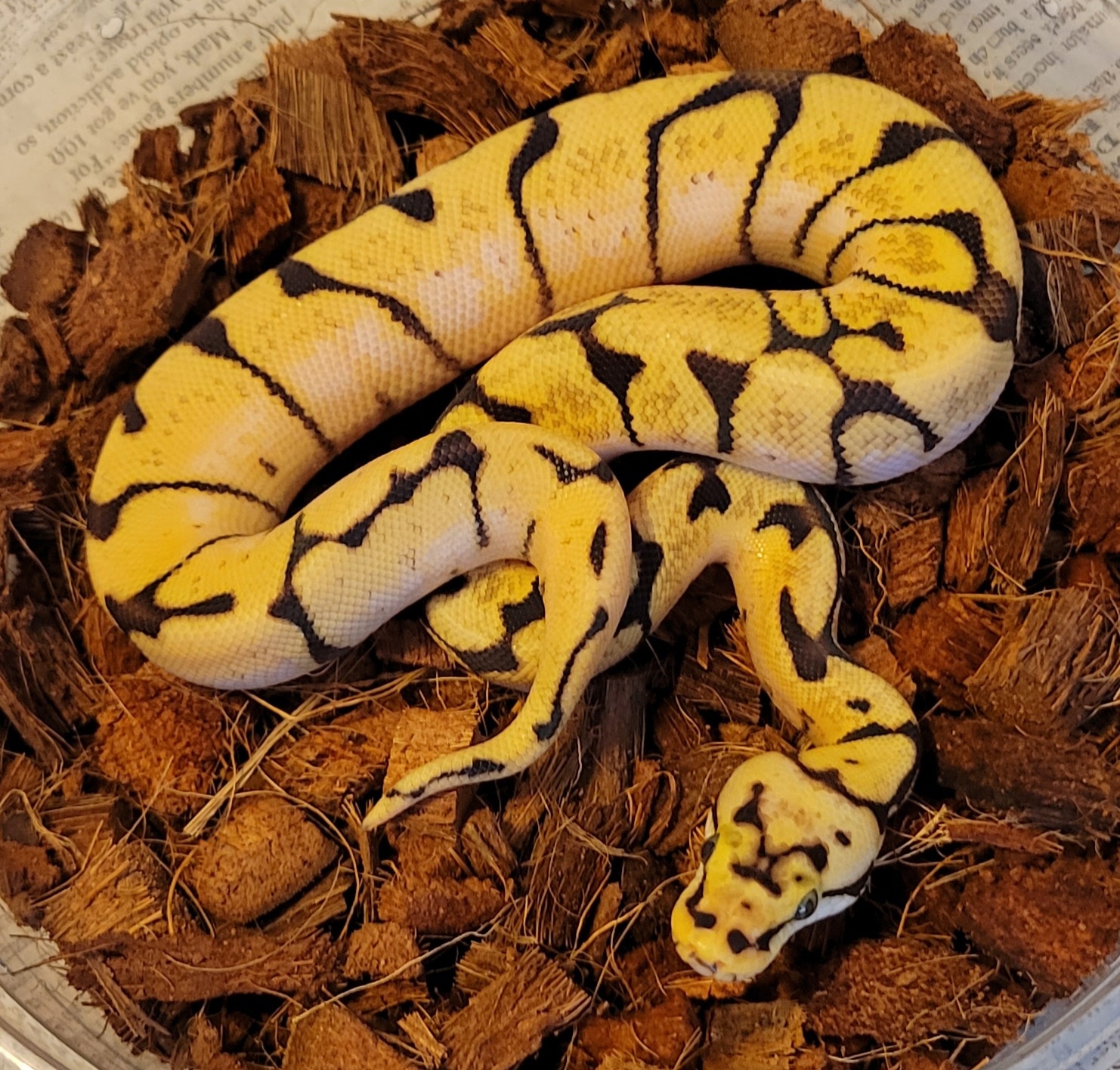 Enchi Pastel Spider Het Clown Ball Python by SKR - MorphMarket