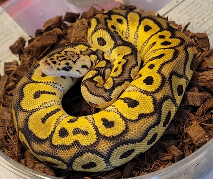 Enchi Pastel Spider Clown Possible Yellow Belly Ball Python by SKR ...