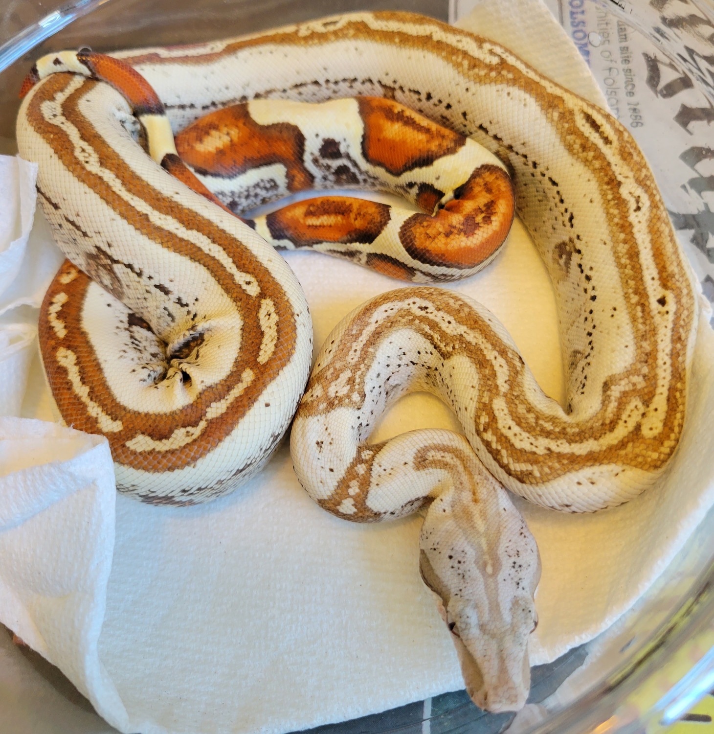 VPI T + Jungle - Striped Boa Constrictor by SKR - MorphMarket