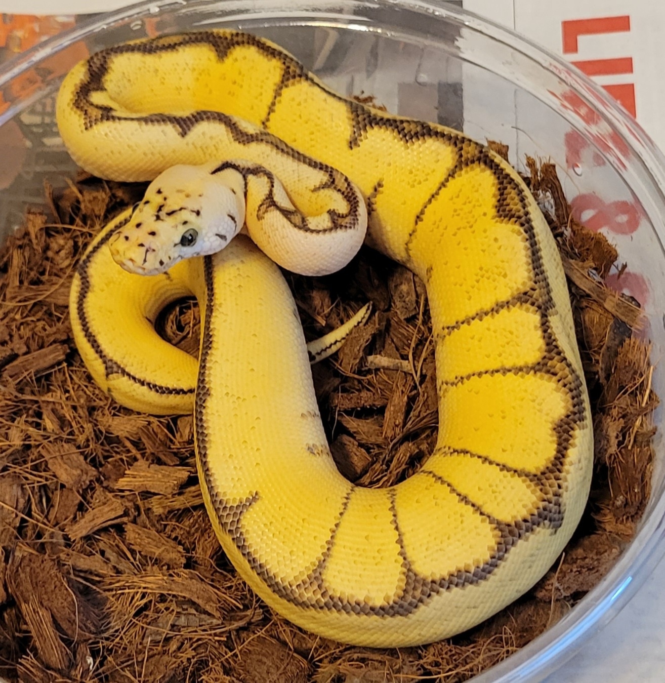 Enchi Pastel Spider Clown Possible Yellow Belly Ball Python by SKR ...