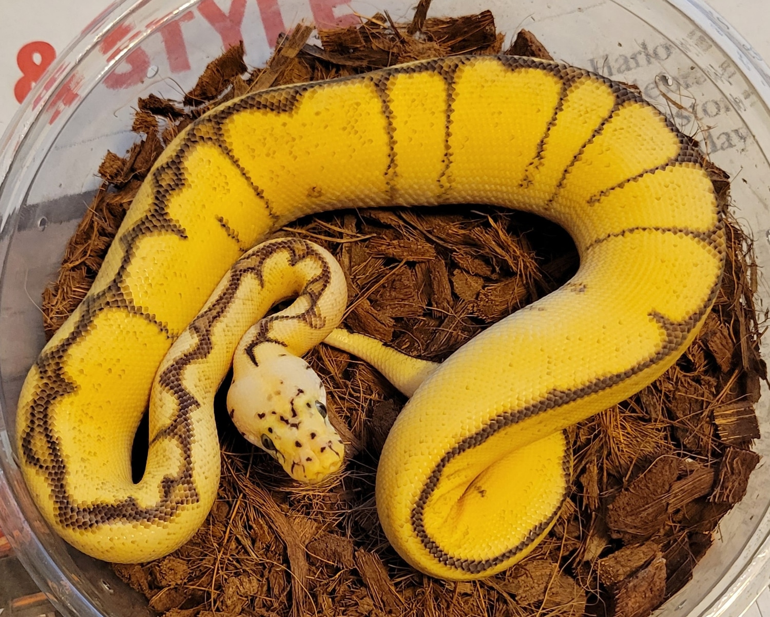 Enchi Pastel Spider Clown Possible Yellow Belly Ball Python by SKR ...