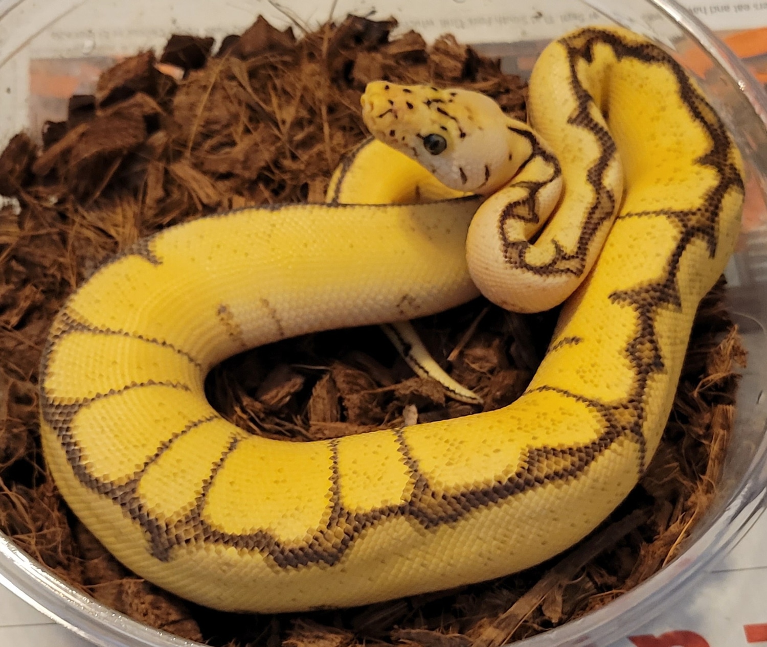 Enchi Pastel Spider Clown Possible Yellow Belly Ball Python by SKR ...
