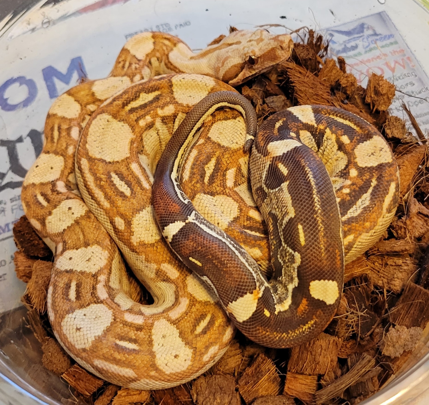 Pink Panther VPI T+ Aztec Boa Constrictor by SKR - MorphMarket
