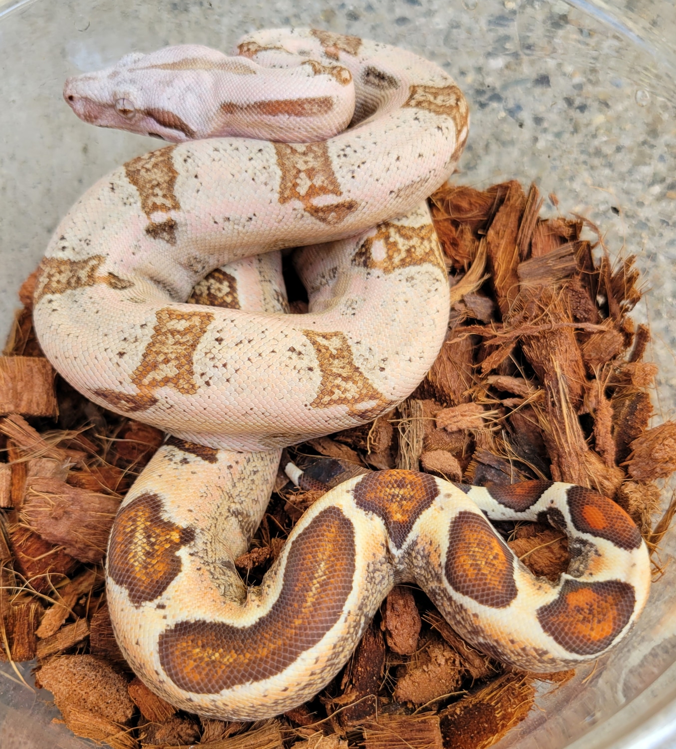 VPI T + Jungle (Pink) Boa Constrictor by SKR - MorphMarket