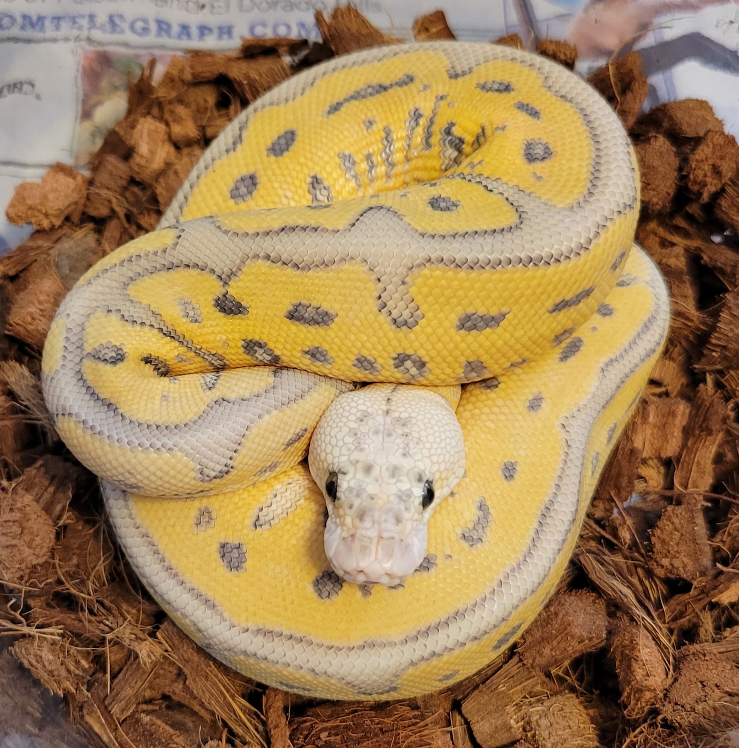 Super Pastel Leopard Clown Possible Vanilla Possible Het DG Ball Python ...