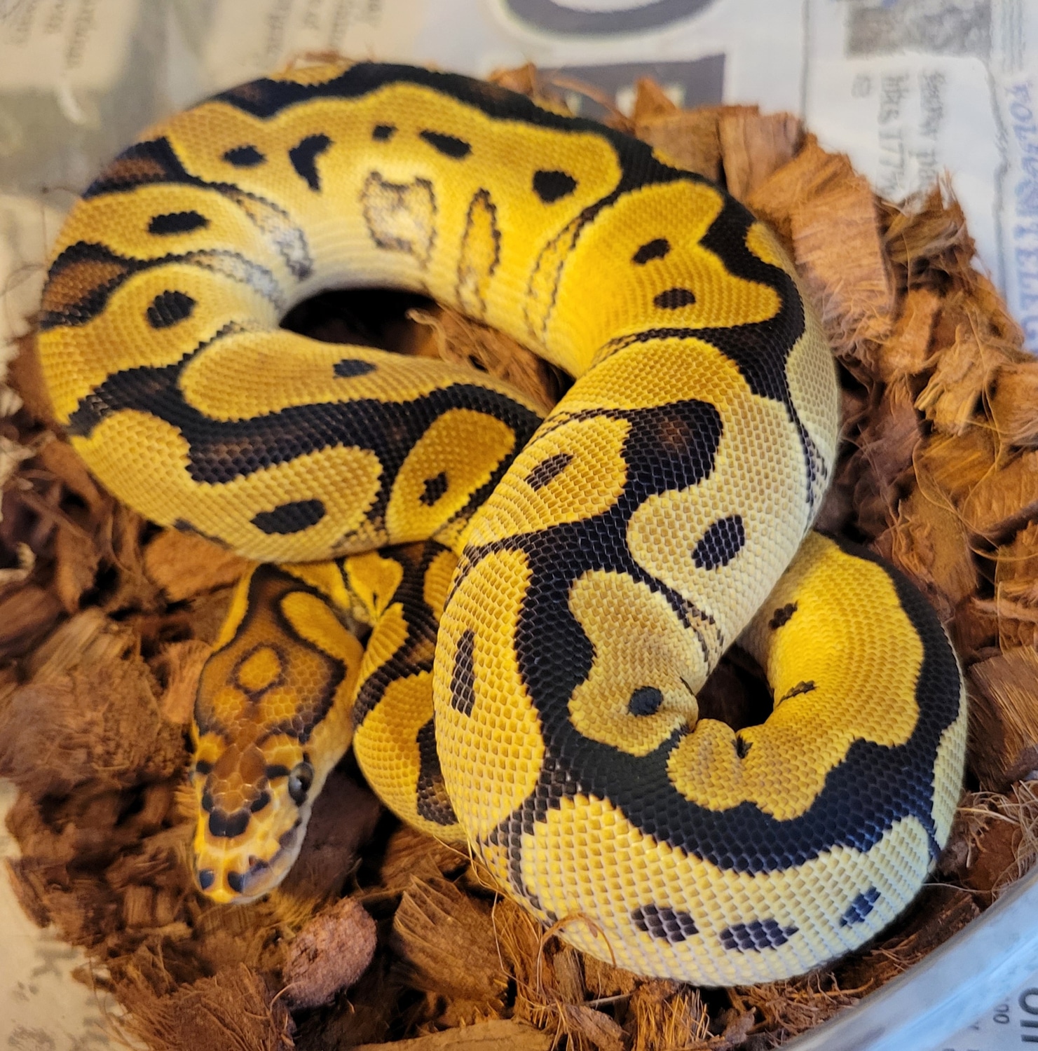 Red Stripe Possible Yellow Belly Clown Ball Python by SKR - MorphMarket