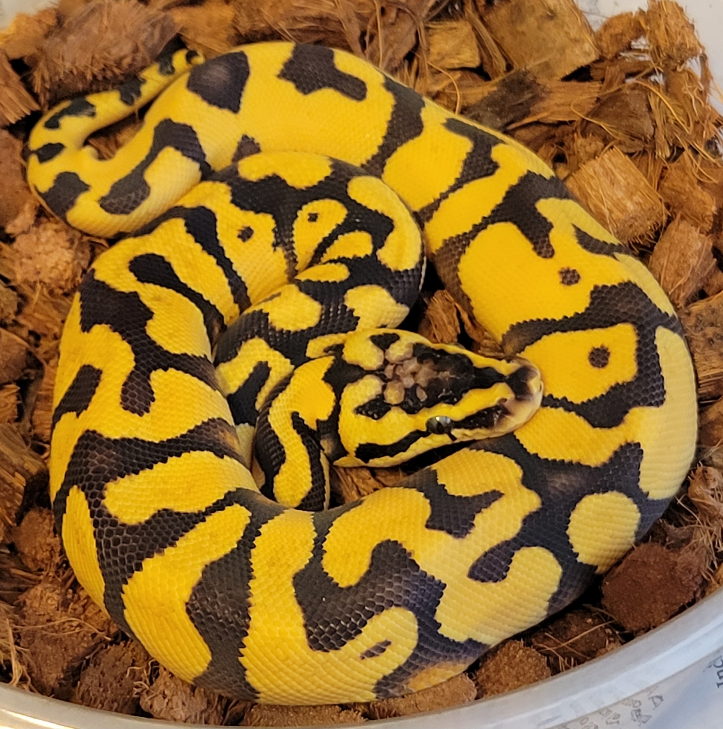 Pastel Enchi Yellow Belly Spotnose Het Clown Ball Python by SKR ...