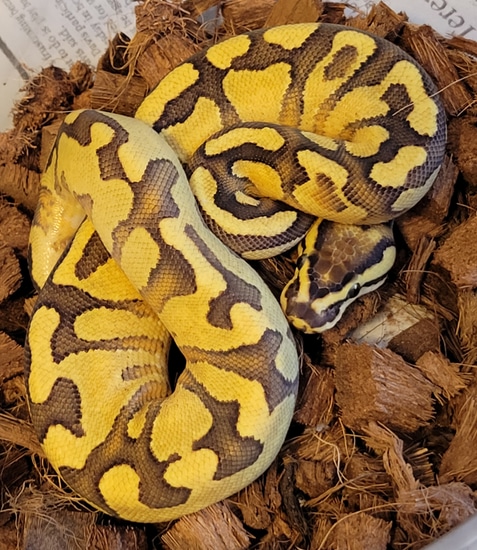 Enchi Fire Yellow Belly Het Clown Ball Python by SKR