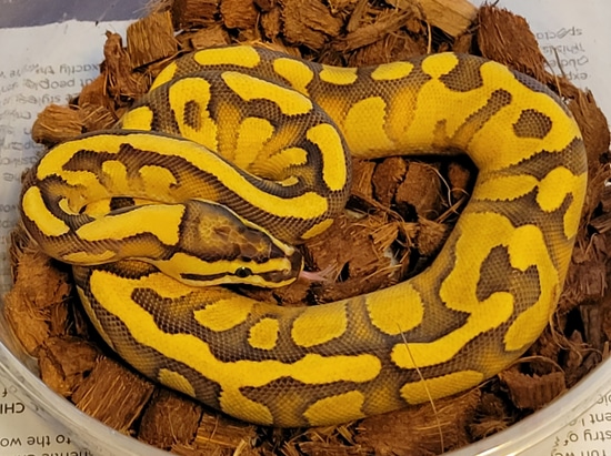 Enchi Fire Yellow Belly Het Clown Ball Python by SKR