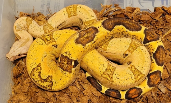 VPI T + Pink Panther Possible Jungle Boa Constrictor by SKR