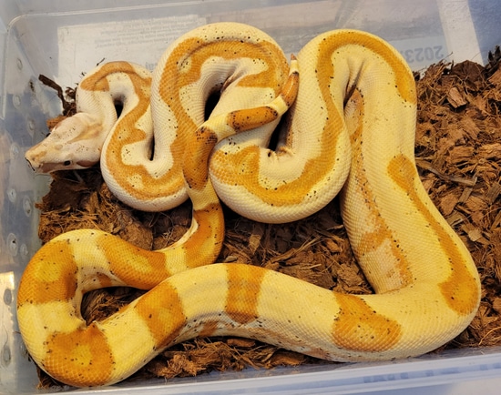 VPI T + Jungle Sunglow Boa Constrictor by SKR