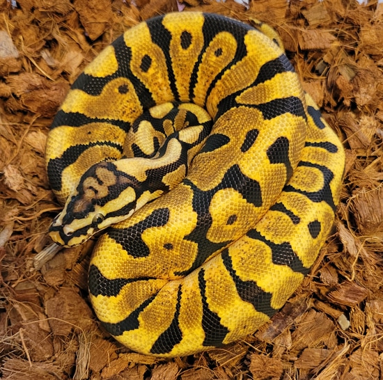 Spotnose Enchi 100% Het Clown Ball Python by SKR