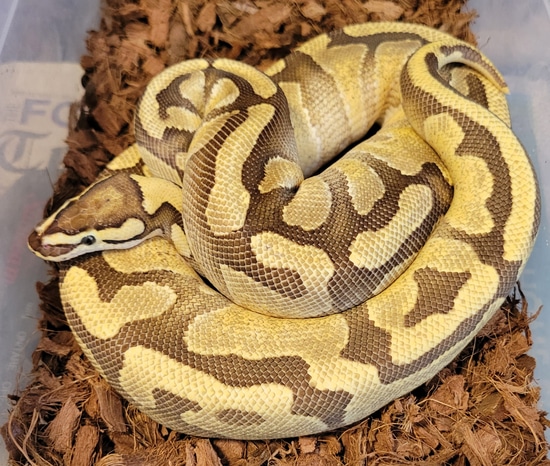 Enchi Fire Yellow Belly Het Clown Ball Python by SKR