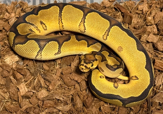 Enchi Yellow Belly Clown Ball Python by SKR