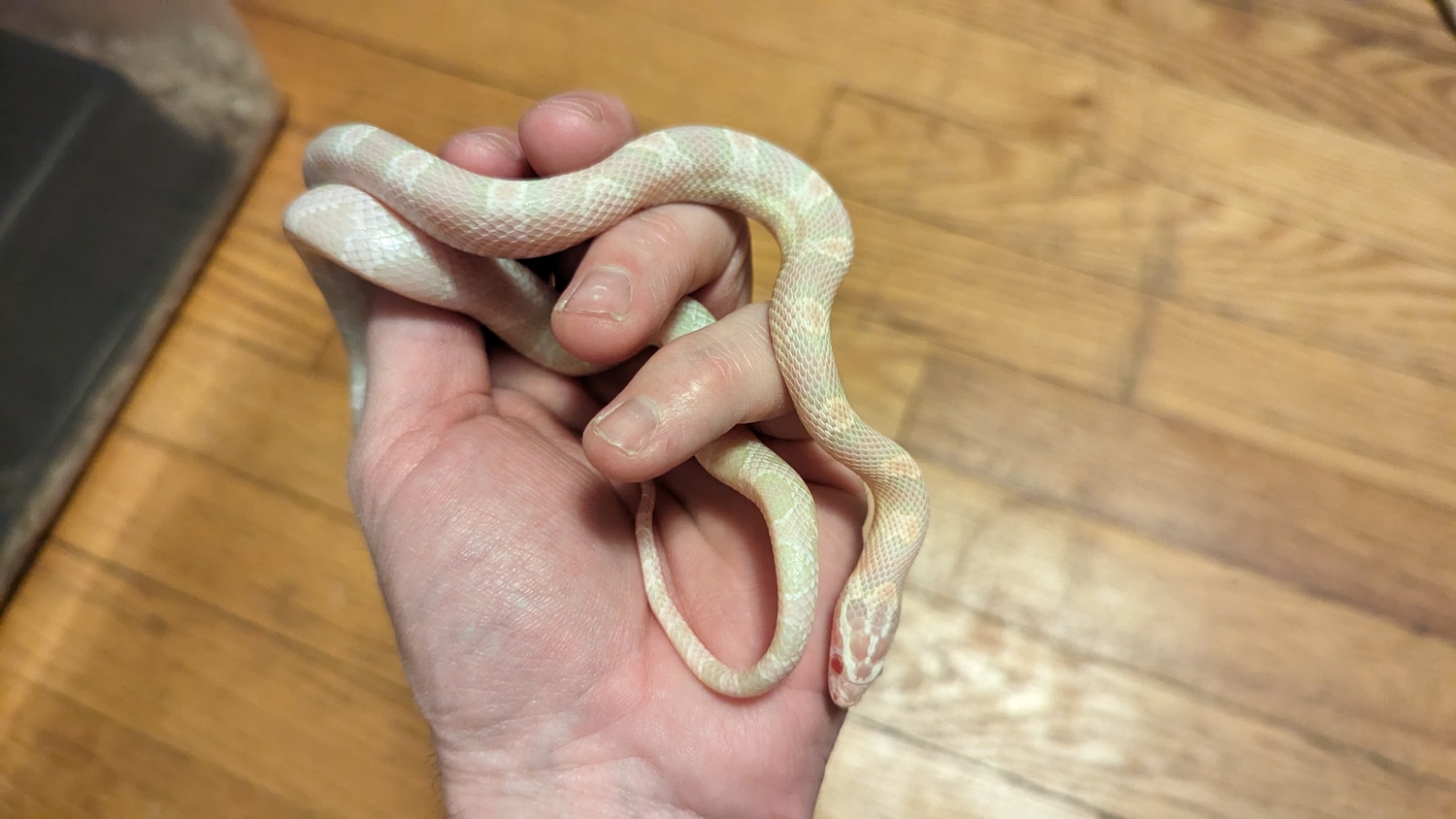 Coral Snow Okeetee Corn Snake by Shane's Snakes - MorphMarket