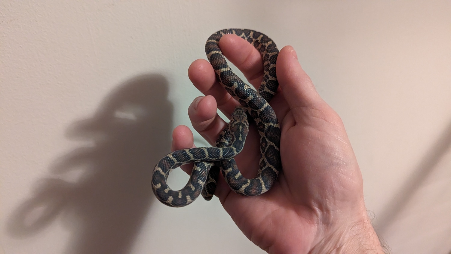 Mexican Night Snake 100% Het Anery Other Rat Snake by Shane's Snakes ...