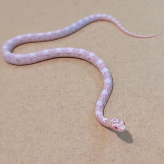 Red Factor (Coral) Snow And Hets! Corn Snake by Shane's Snakes