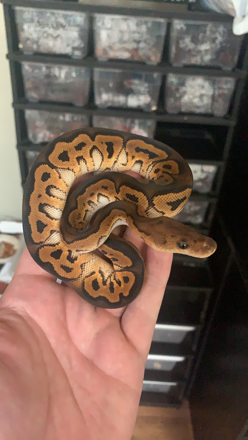 Black Pastel Clown Ball Python by Plants and Pythons - MorphMarket