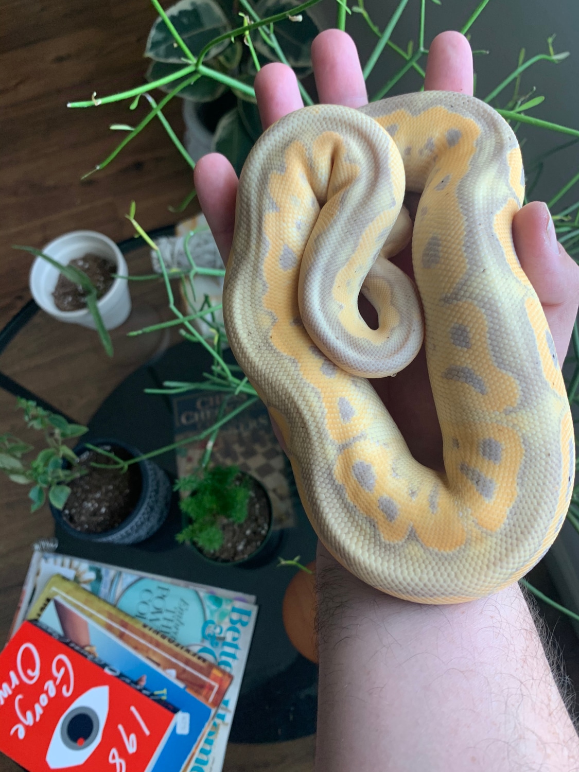 Black Pastel Banana Clown Ball Python by Plants and Pythons - MorphMarket