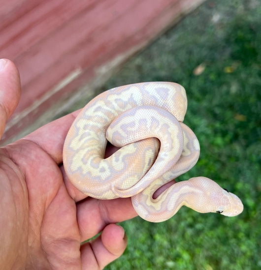 Banana Spotnose Cinnamon Fire Clown Ball Python by Plants and Pythons