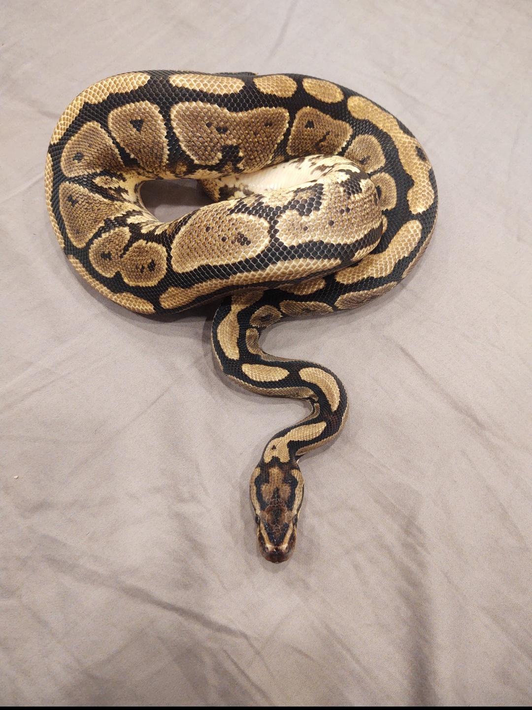 Yellow Belly/spector Ball Python by SRRReptiles - MorphMarket